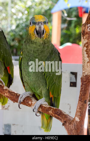 Big green parrot on a branch Stock Photo - Alamy