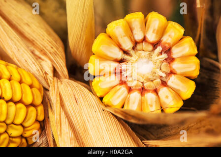 Corn ob with grains cross section on the stalk Stock Photo - Alamy
