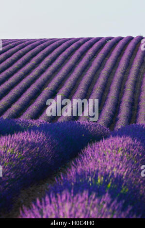 Picturesque view rows of beautiful purple flowers on lavender field ...