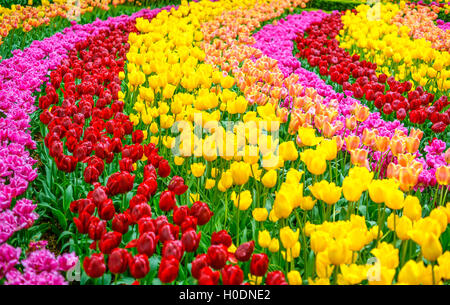 Holiday spring background. Colorful tulip flowers on blue wooden ...