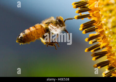 European Honey Bee Hovering Sunflower Stock Photo - Alamy