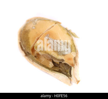 One dry pumpkin seed Stock Photo - Alamy