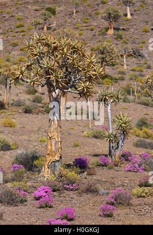 Quiver Tree (Aloe dichotoma) group in moonlight, Keetmanshoop, Namibia ...