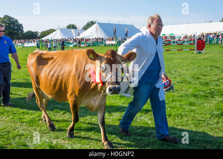A prize winning cow at Stokesley Agricultural Show 2009 Stock Photo - Alamy