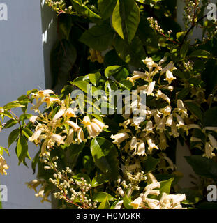 Pandorea pandorana West Australian wonga wonga vine with cream flowers ...