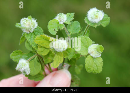 Galls caused by gall flies on mango leaf Stock Photo - Alamy