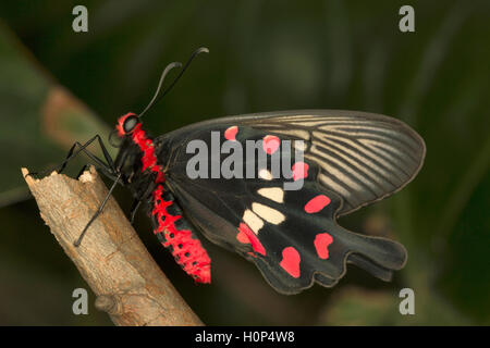Common rose (butterfly), Red-bodied swallowtail (Pachliopta ...