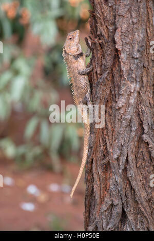 A closeup shot of an oriental garden lizard on a rough concrete surface ...