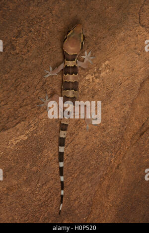 Termite Hill Gecko (Hemidactylus triedrus), on a branch Stock Photo - Alamy