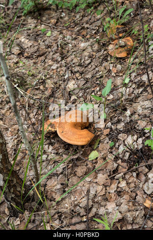 Paxillus involutus, commonly known as the brown roll-rim, common roll ...