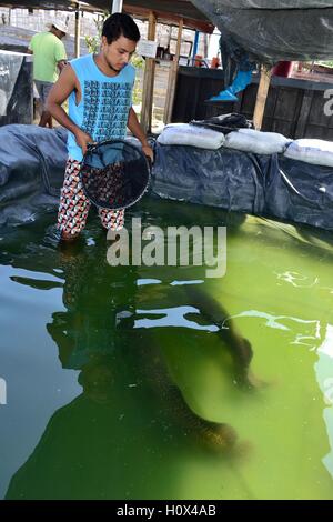 Sampling of fish paiche - Fish farming project in PUERTO PIZARRO ...