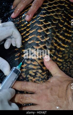 Sampling blood of fish paiche - Fish farming project in PUERTO PIZARRO ...