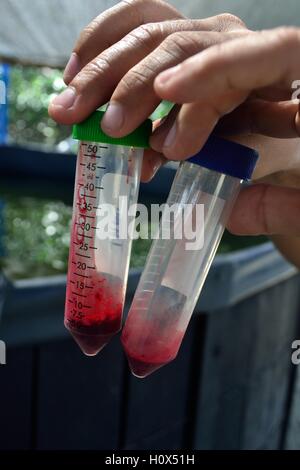 Sampling blood of fish paiche - Fish farming project in PUERTO PIZARRO ...