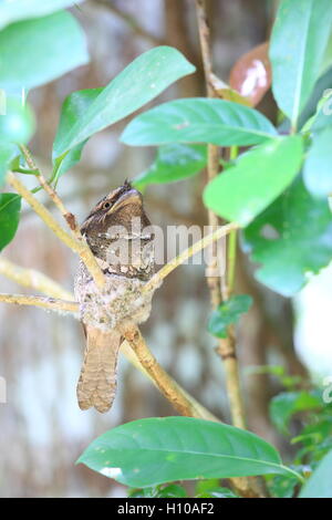 Philippine frogmouth (Batrachostomus septimus) in Rajah Sikatuna ...