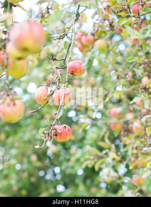 dieting. apple red color with water drops isolated on white background ...