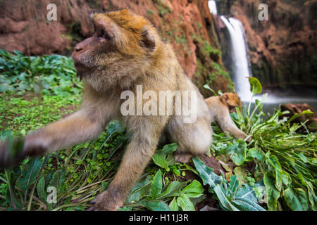 Three monkeys sharing a group hug as they snuggle and sleep together ...