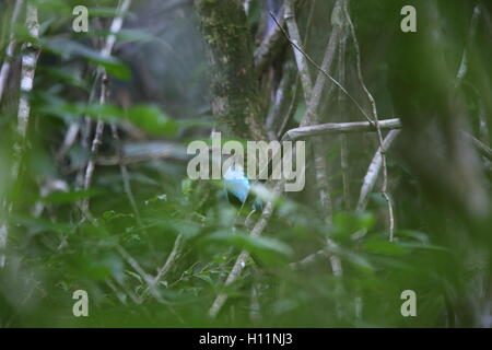 Azure-breasted pitta (Pitta steerii) in Rajah Sikatuna National Park ...