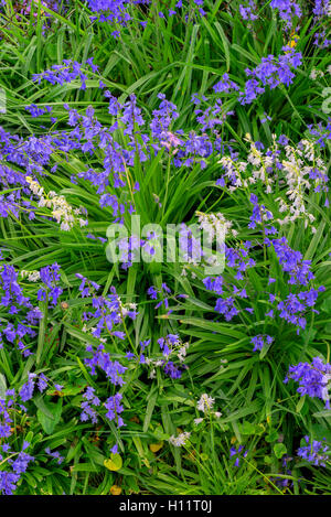 Close-up of vegetation, Portland, Oregon, USA Stock Photo - Alamy