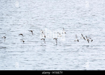 A small mixed flocking mainly of Dunlin with some Ringed Plovers flying ...