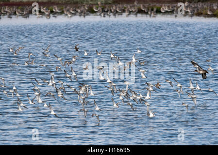 A small mixed flocking mainly of Dunlin with some Ringed Plovers flying ...