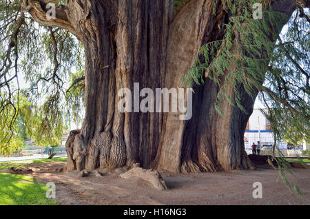 Arbol del Tule, cypress (Taxodium mucronatum), trunk, detail, the ...