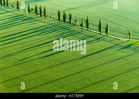 A row of Poplar trees (Populus) is creating long shadows on a green ...