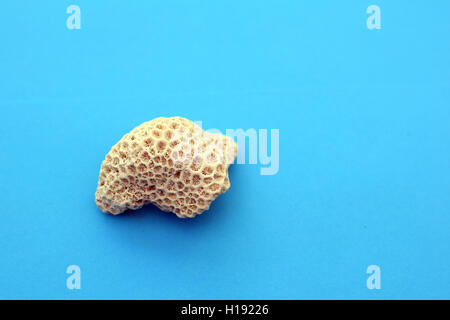Simple single piece of coral on white background Stock Photo - Alamy