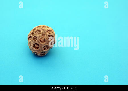 Simple single piece of coral on white background Stock Photo - Alamy