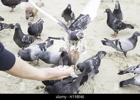 Pigeons eating into the hand of humans, animals Stock Photo - Alamy
