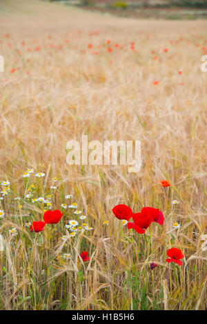Poppy farming, nature, agriculture concept - huge field of blooming ...