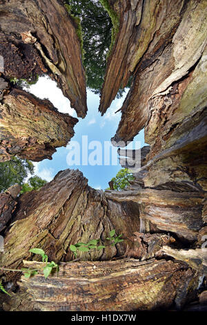 Old broken oak tree with hollow trunk Stock Photo - Alamy