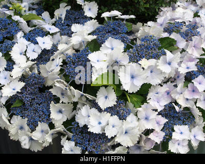 Hydrangea macrophylla Koria Stock Photo - Alamy