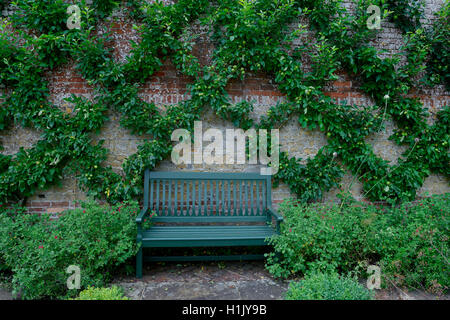Apfelbaum an Spalier gezogen, Spalierobst, Malus spec., England Stock ...