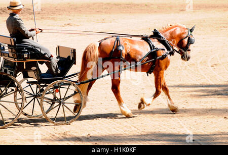 Combined driving competition, Welsh Pony team hitch Stock Photo - Alamy