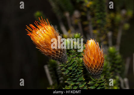Ecuador flower - The Flower of the Andes, Chuquiraga jussieui, growing ...