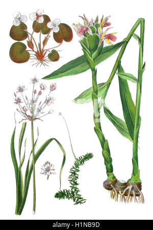 Ginger (Zingiber officinale) plant, root and leaves. Ink black and ...
