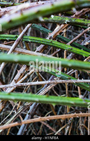 A huge tangled bramble or large thorn bush tangled and leafless in the ...