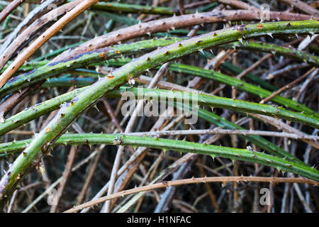 A huge tangled bramble or large thorn bush tangled and leafless in the ...