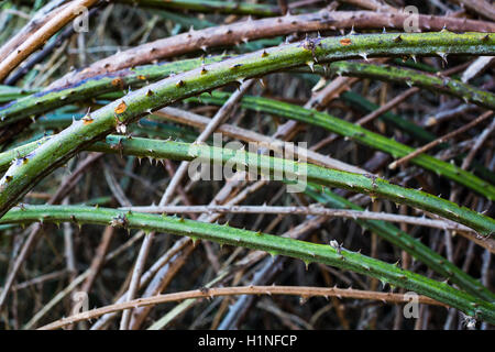 A huge tangled bramble or large thorn bush tangled and leafless in the ...