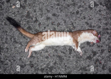 Dead Stoat, roadkill, the cotswolds, UK Stock Photo - Alamy