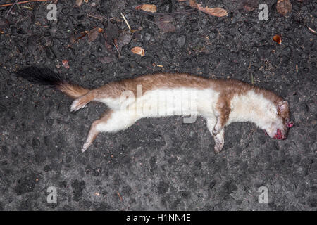 Dead Stoat, roadkill, the cotswolds, UK Stock Photo - Alamy