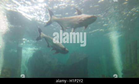Blurred aquarium background with big fish Stock Photo - Alamy