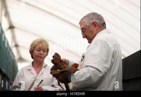 A Chicken is inspected during judging in the Poultry tent at the ...