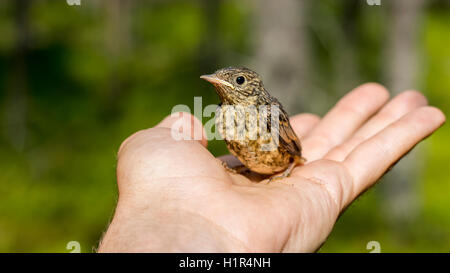 baby bird sitting on human hand watching for his Mother Stock Photo - Alamy