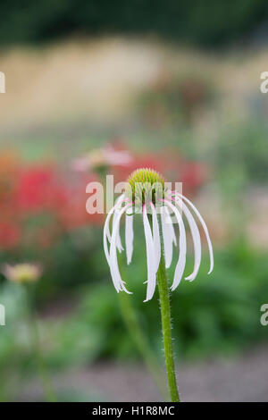 Echinacea pallida 'Hula Dancer' flower. Coneflower Stock Photo - Alamy
