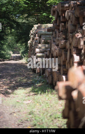 UK Hertfordshire softwood logging for chipping Stock Photo - Alamy