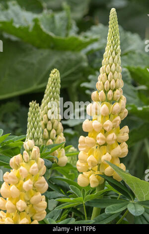 Wild Perennial Lupin (Lupinus perennis) with tower blocks in background ...
