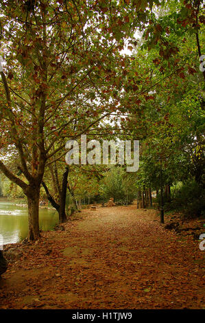Autumn leaves fallen on alone woman walking on the autumn alley Stock ...
