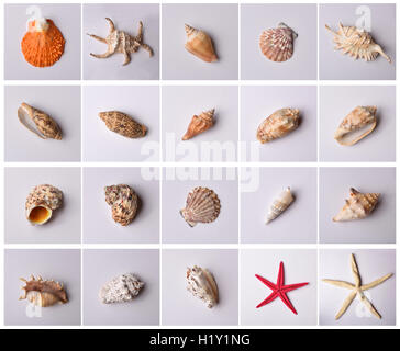 Top view of snail shells on the beach with small stones Stock Photo - Alamy