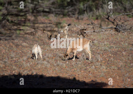 Feral goats. Australia Stock Photo - Alamy